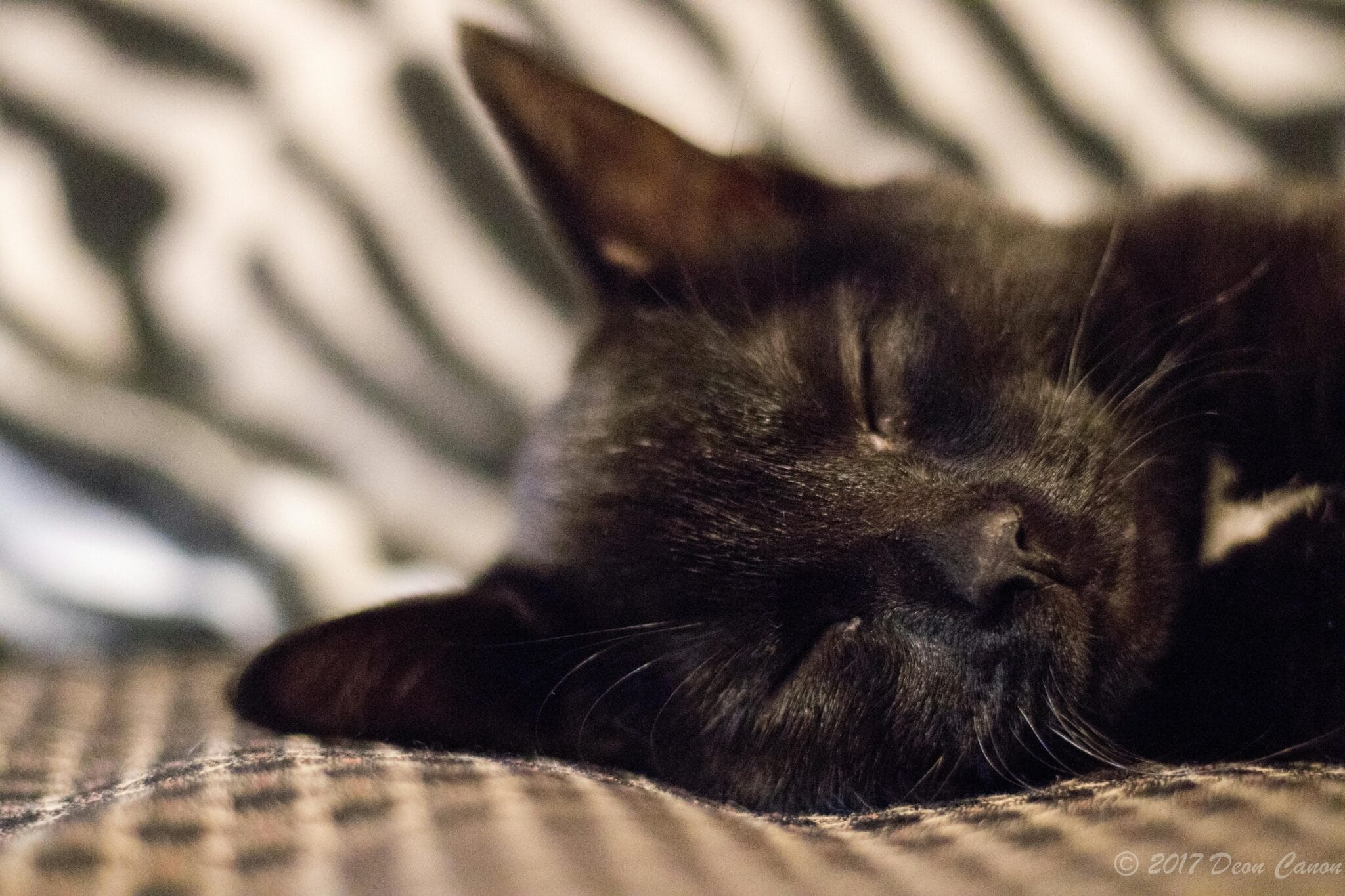 How To Draw Cat Nap ? - 2025