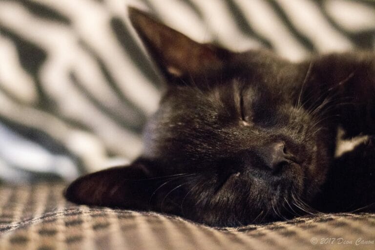 How To Draw Cat Nap ? - 2025