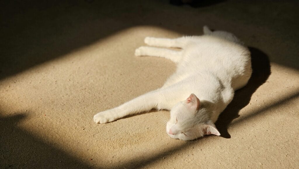 Can A Kitten Have Catnip 2025
