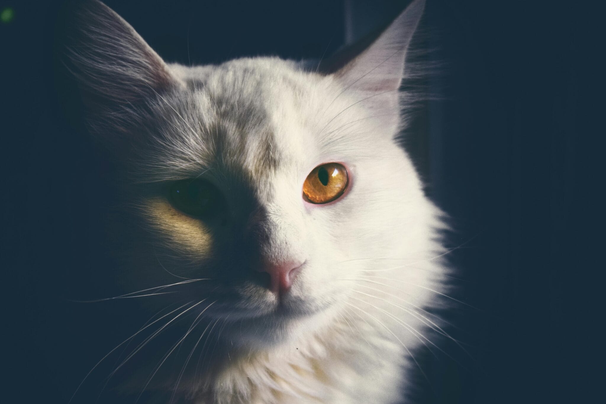 Is Coin Cat Better Than Macho Cat ? - 2026