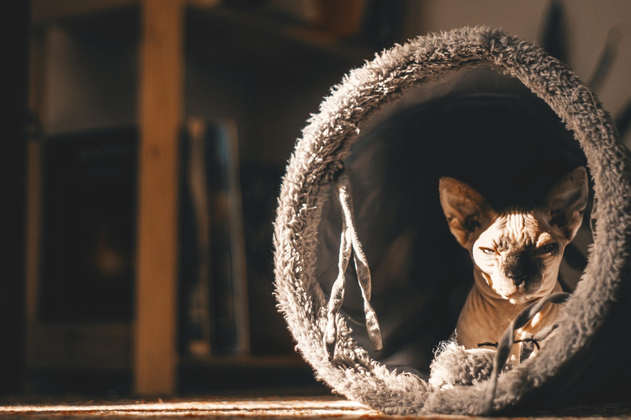 What Are Some Easy But Amazing Tinker Cat Ideas ? - 2025
