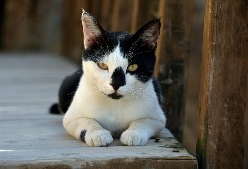 Why Do Cats Tails Fall Off ? - 2026