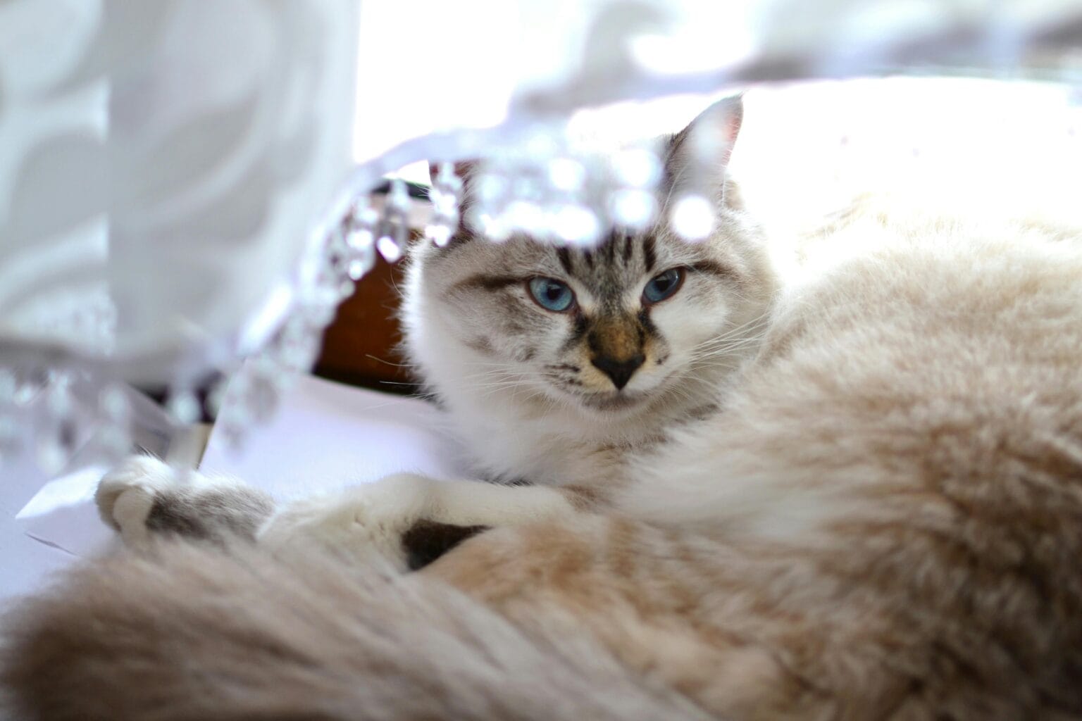 Is Coin Cat Better Than Macho Cat ? - 2026