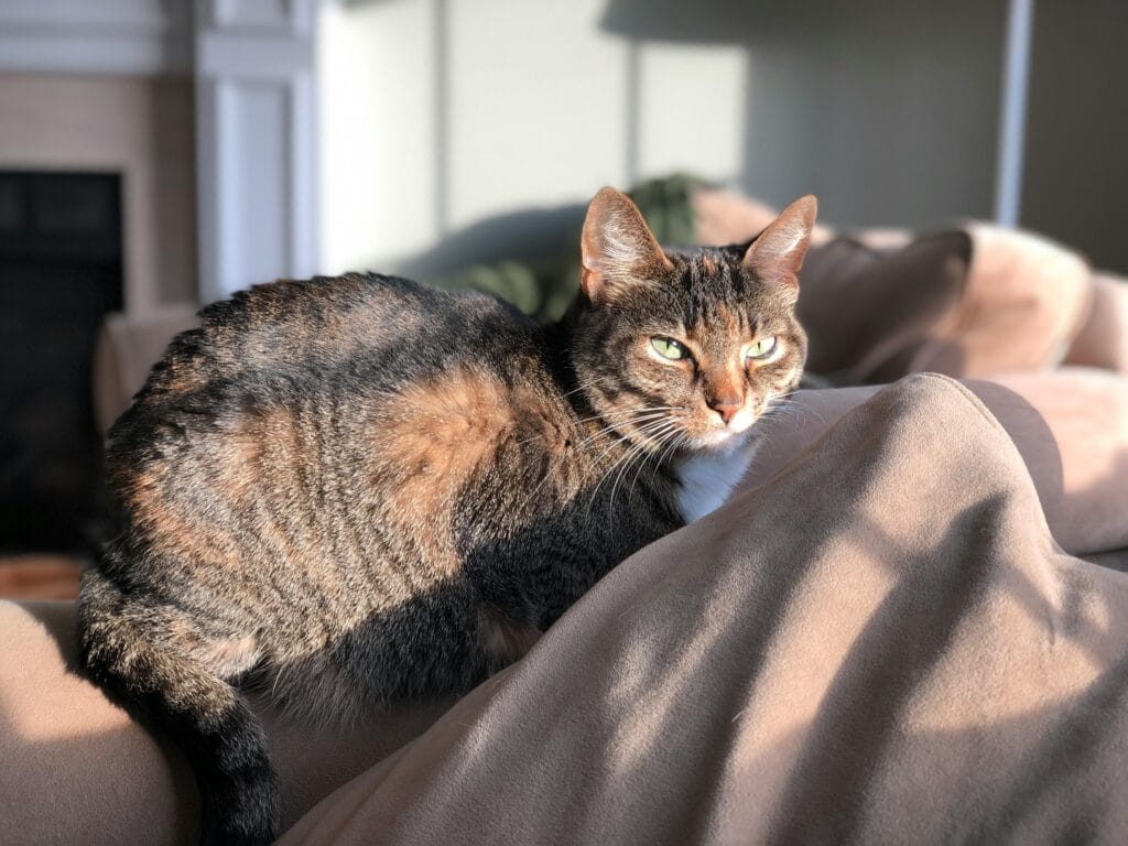 Is Back Cat A Noun Or Verb ? - 2025