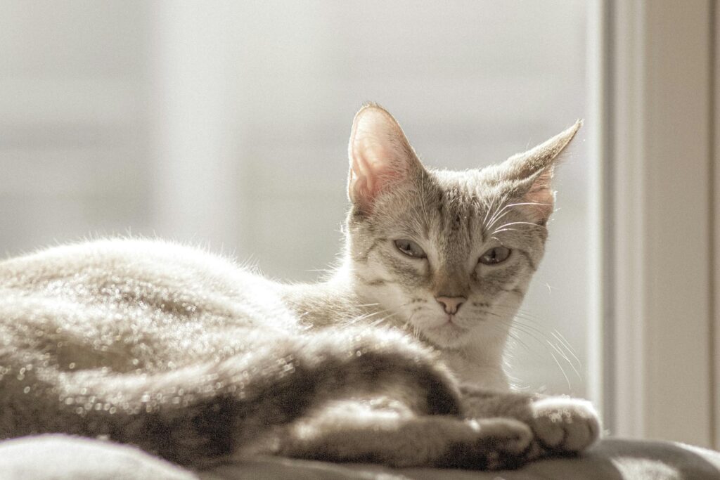 How Much Should A Kitten Weigh ? - 2026